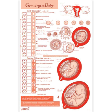 Growing A Baby Chart, English | No Sales Tax | Cascade Health Care