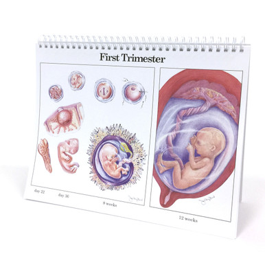 Childbearing: The Classic Series Flip Charts, Desktop