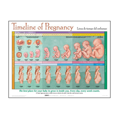 Timeline of Pregnancy Chart