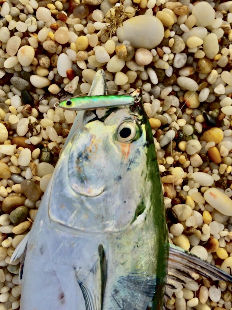 A Guideline on EXO Jig Colors to Fool Your Next Albie! - Game On! LLC