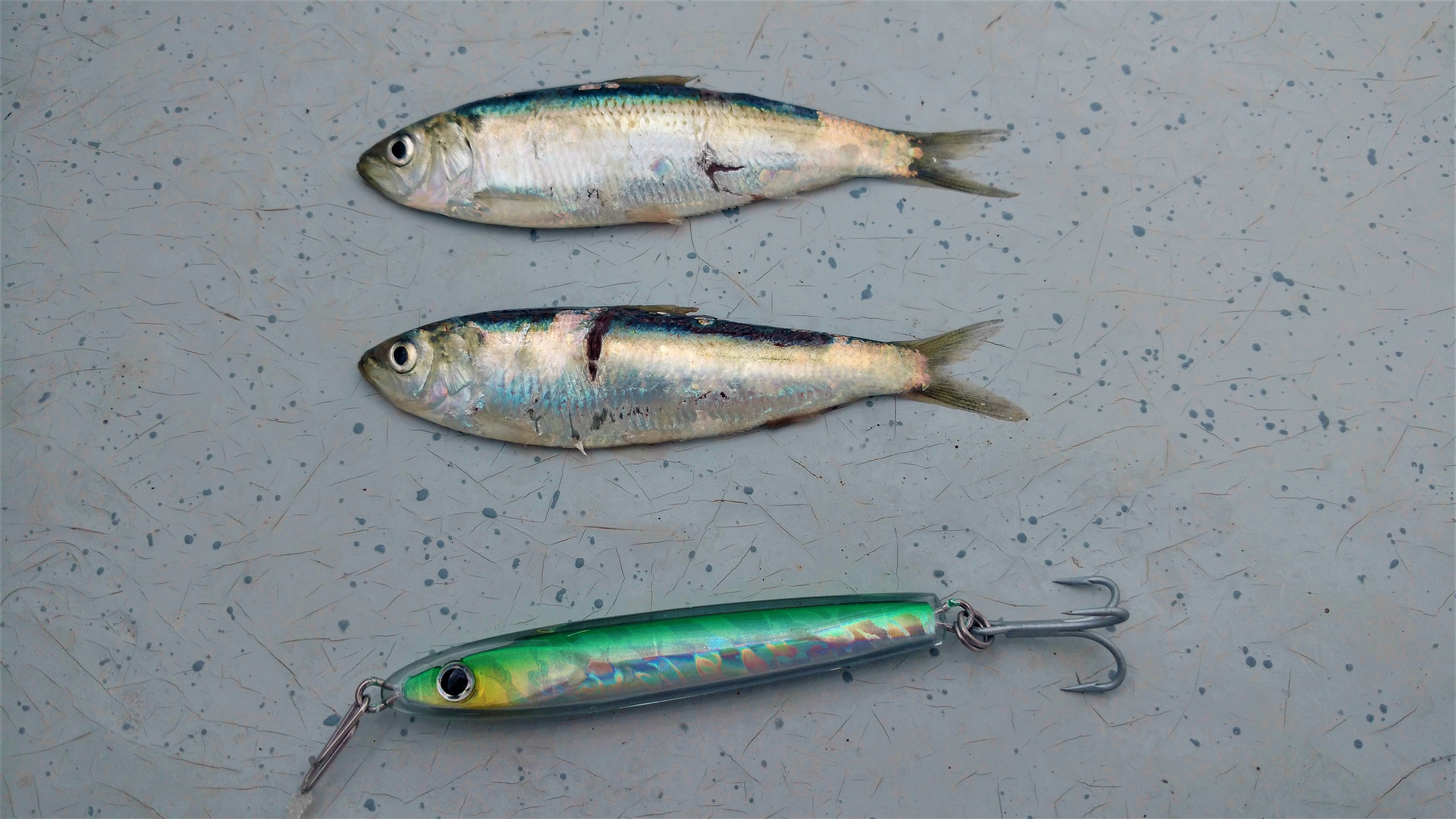 All About Baitfish Game On LLC