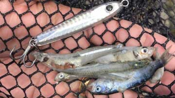 Match The Hatch - Game On! LLC