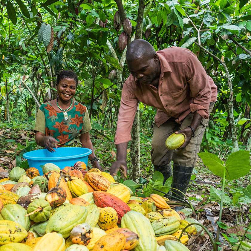 Congolese Cocoa - Theo Chocolate