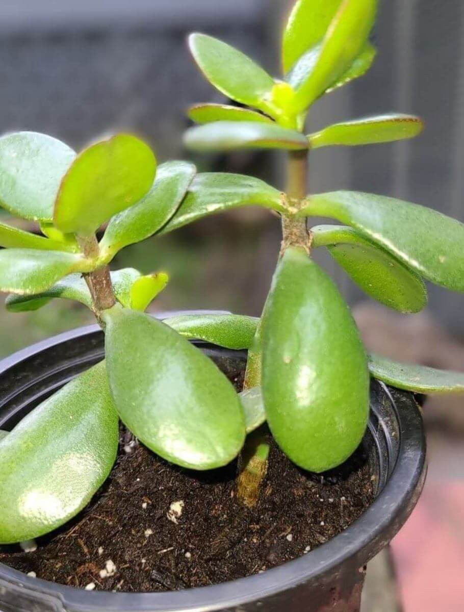 Jade Tree NYC Succulents🌵Plant Shop | Swipe To See New Floor