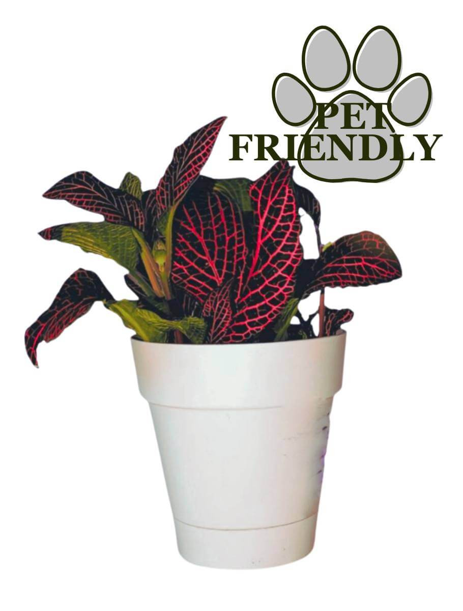 Red Nerve Plant (Fittonia) | Vibrant Houseplant | [Plant & Paw]