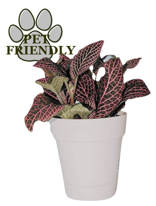 Shop live Fittonia Pink Vein Nerve Houseplants - Plant & Paw