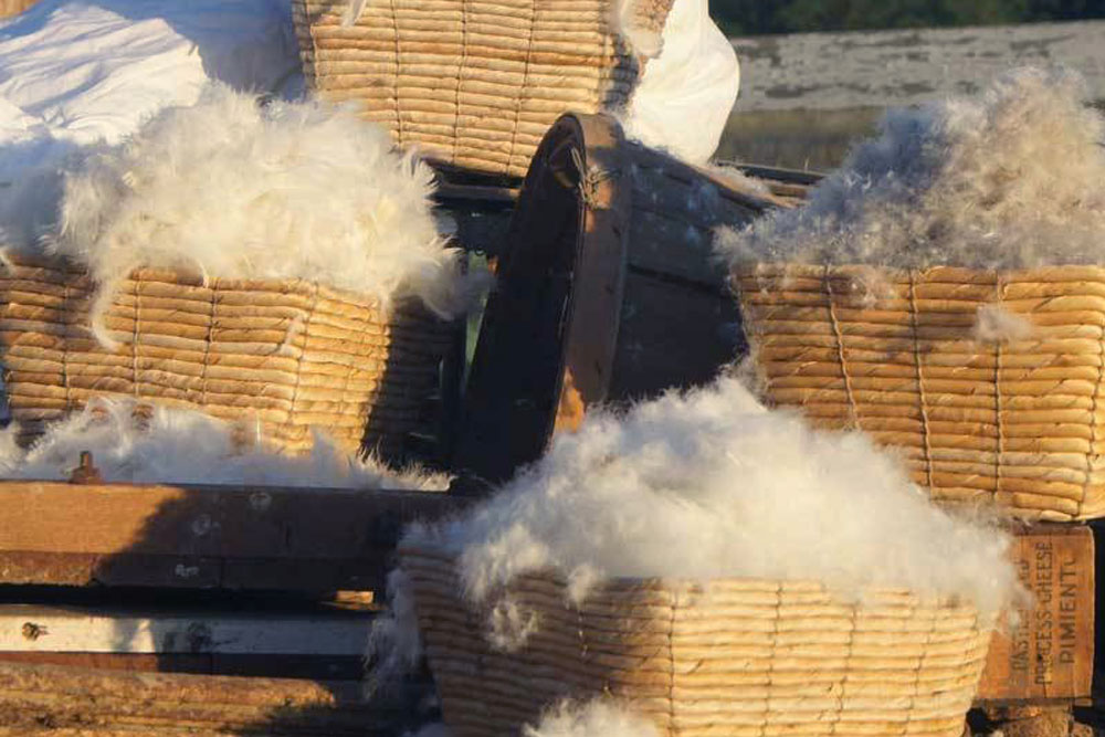 Which is Better - Duck vs. Goose/Grey vs. White? - DOWNLITE