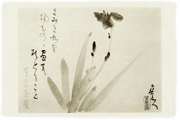 BENRIDO COLLOTYPE Postcard, "Six Narcissus"