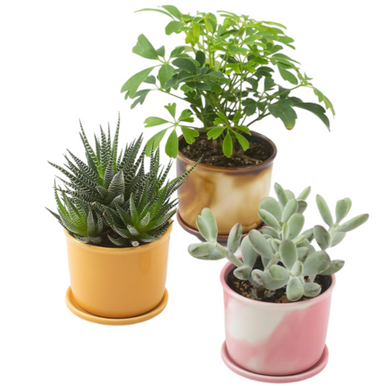 Porcelain Mug Flower Pot