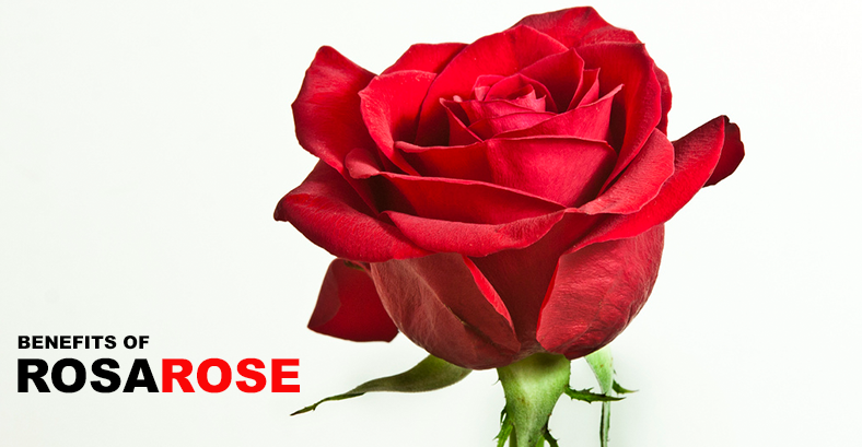 Rose and its symbols of attraction - SUERTE·LUCK