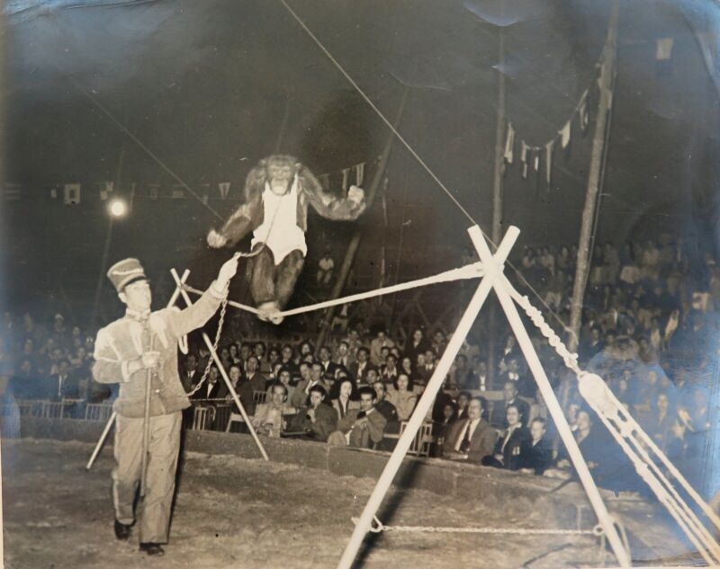 RARE 1947 Performing Chimpanzee / Circus in Bogata, Col. Large ...