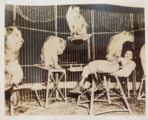 c1940s Circus Lion Act Large Photograph. - Harrington & Co.