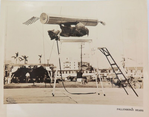 RARE c1940s USA "Pallenberg’s Bears" Circus Troupe Photo Promotional ...