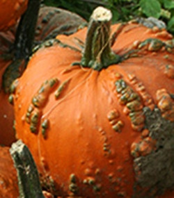 Pumpkin - Goosebumps - 5 Seeds - Seed Megastore Ltd