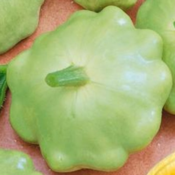 Summer Squash - F1 Lunar Eclipse - Seed Megastore Ltd