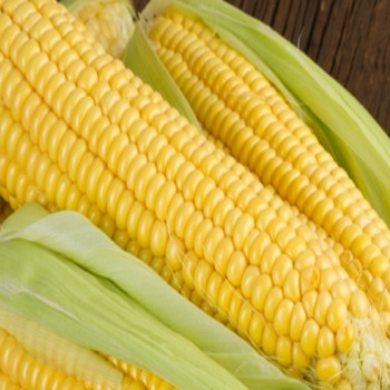 Sweetcorn - F1 Golden Eagle - Seed Megastore Ltd