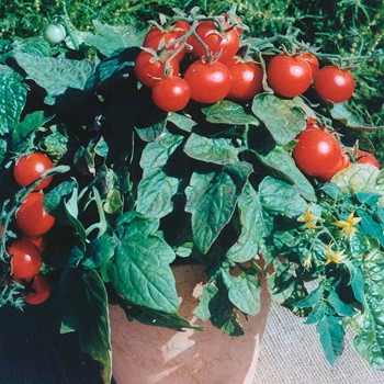 Tomato - F1 Balconi Red Vegetable Seeds Tomato Seeds