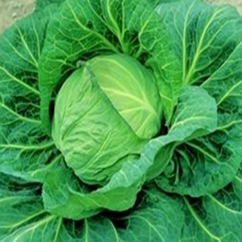 Cabbage - F1 Spring Hero - Seed Megastore Ltd