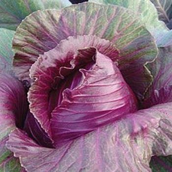 Cabbage - Kalibos Red Seeds Vegetable Seeds Herb Seeds