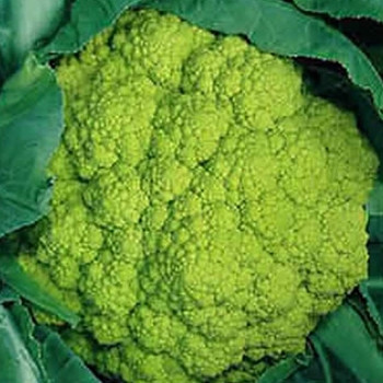 Cauliflower - F1 Green Trevi - Seed Megastore Ltd