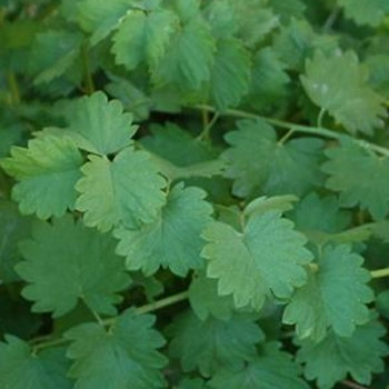 Herb - Burnet - Seed Megastore Ltd