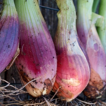 Onion - Long Red Florence - Seed Megastore Ltd