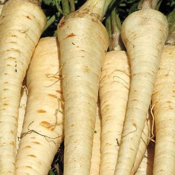 Parsnip - F1 Gladiator Vegetable Seeds Herb Seeds