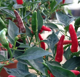 Hot Pepper - Demon Red Seeds Vegetable Seeds Pepper Seeds