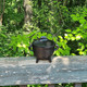 Witches Cauldron with Lid | Authentic Wiccan Tools & & Essential ...