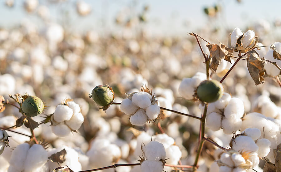 The History of Cotton and how it is processed... - Vero Linens