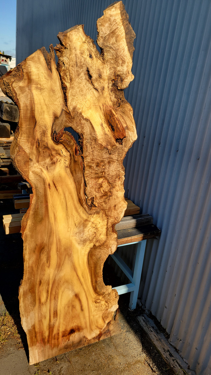 Myrtle Slab - MS-1 - Global Wood Source