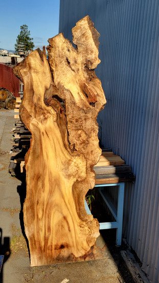 Myrtle Slab - MS-1 - Global Wood Source