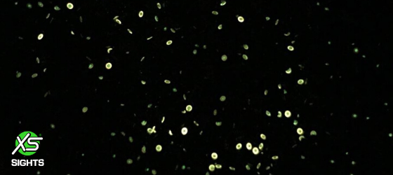 Glow Dot Technology - XS Sights