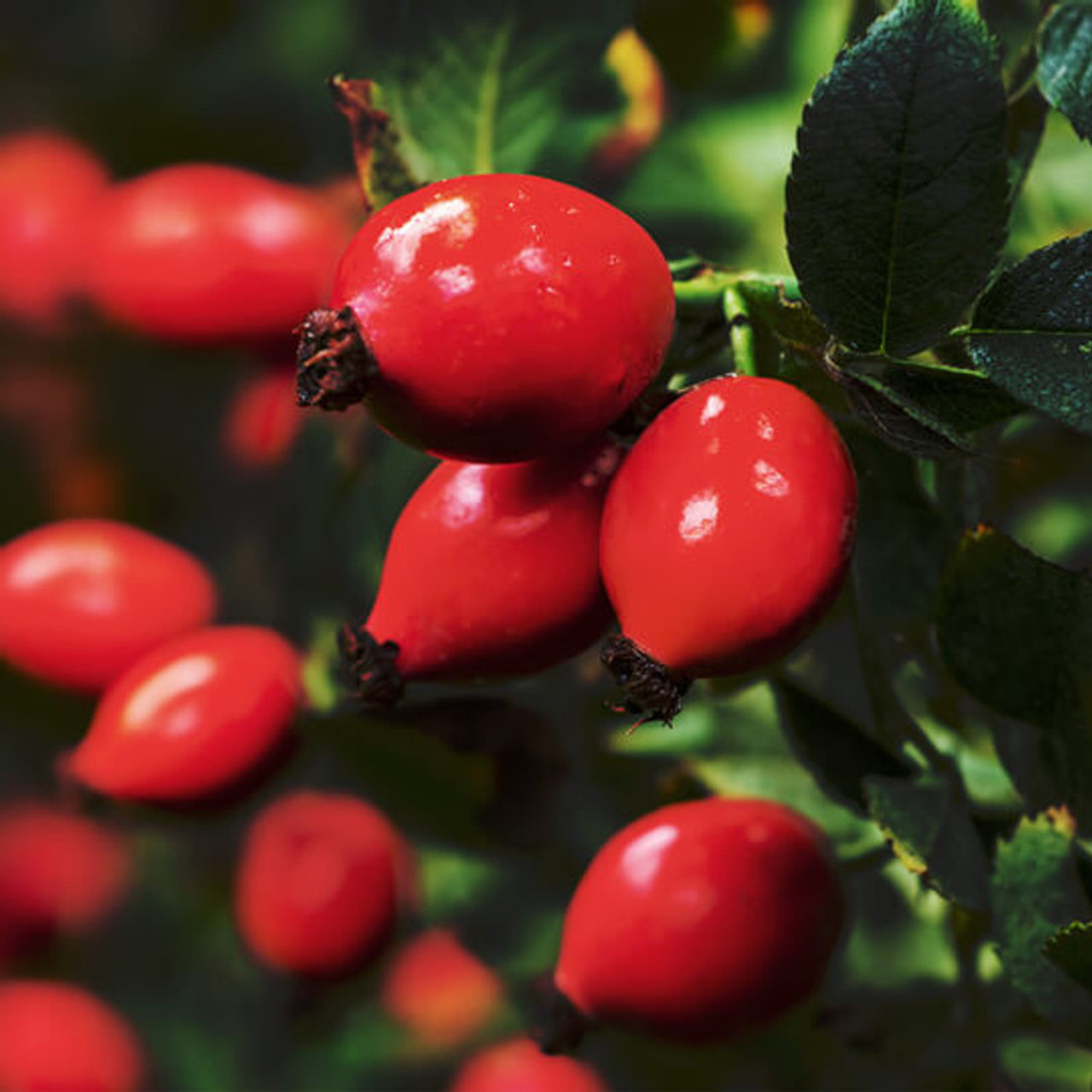 The Timeless Elixir: Rosehip Oil - Brazen Bee