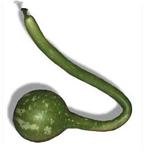 Dipper Long Handle Gourd Seeds - Famous Microgreens