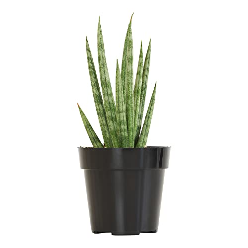 Sansevieria Spiky, Snake Plant Succulents, Live Indoor Plants for ...