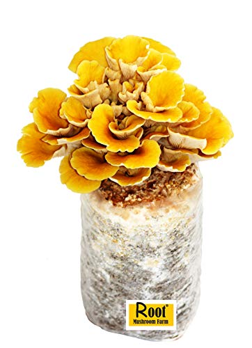 Root Mushroom Farm Golden Oyster Mushroom - All in one Gourmet Mushroom ...