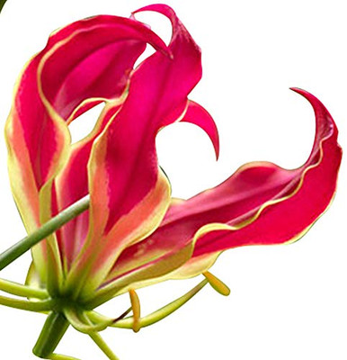 Red-Orange Gloriosa Lily - Climbing Vine - One Large Tuber-Root ...