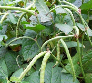 Top Pick Pinkeye Purple Hull Seed-s-- ASF2- Southern Pea Cowpea Garden ...