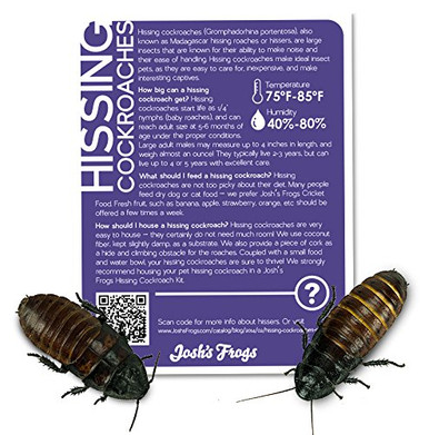 Josh's Frogs Madagascar Hissing Cockroach SEXED Pair -Gromphadorhina ...