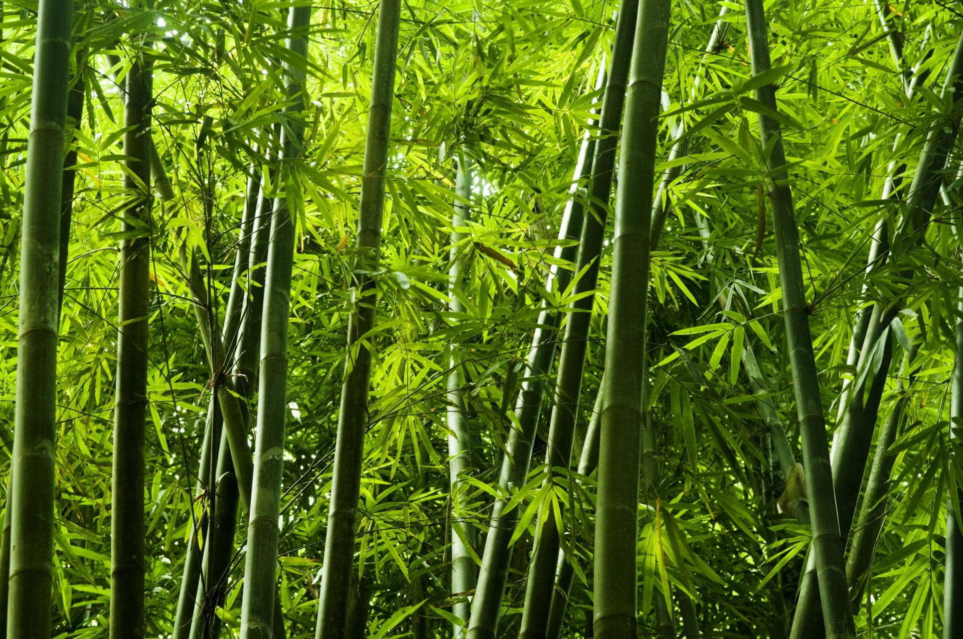 Bamboo 101 for Your Household - Color It Green