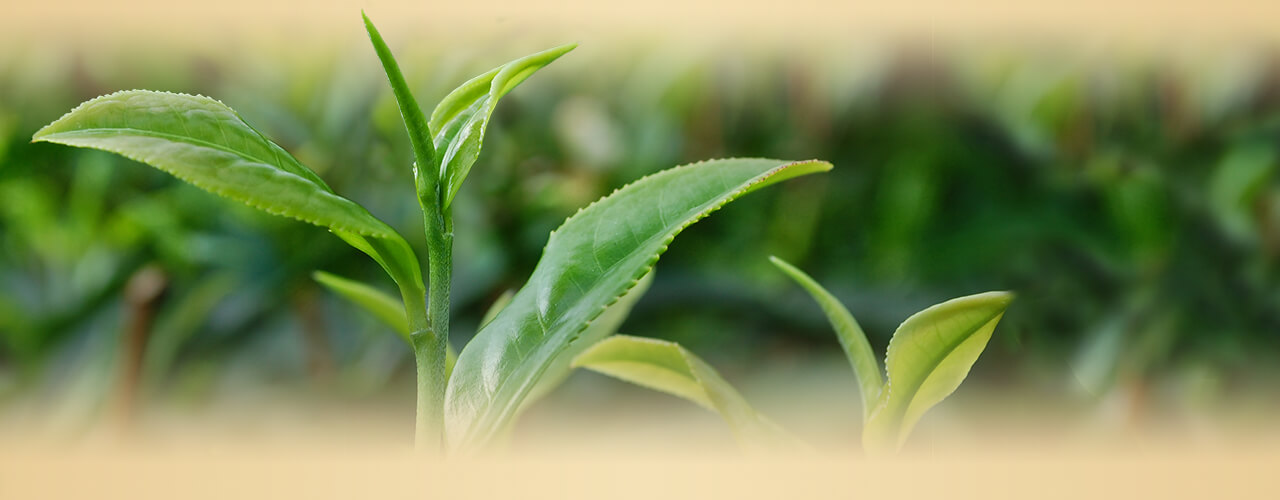 Organic Loose Tea | Buy Organic Teas