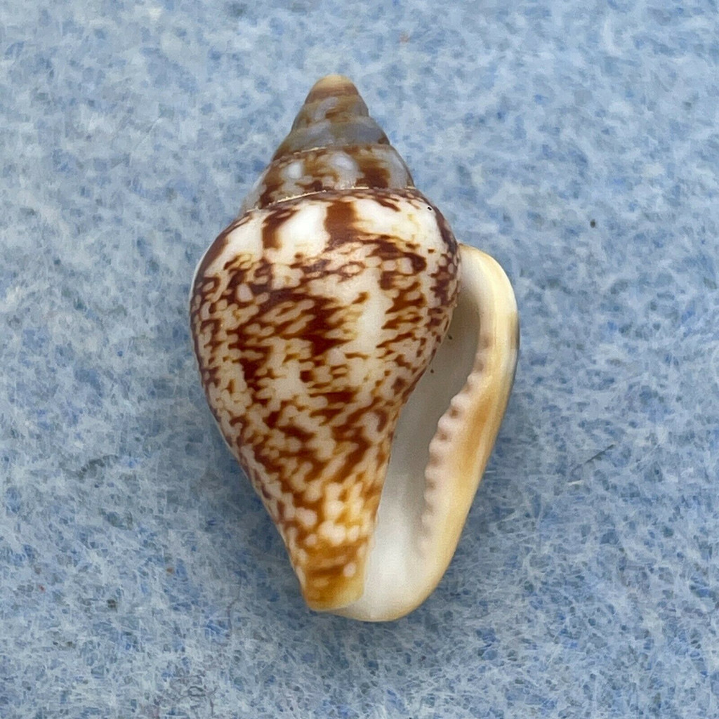 #7 Columbella rustica 17.8mm Gem Agaro, Spain 1m On Sand Between Rocks ...