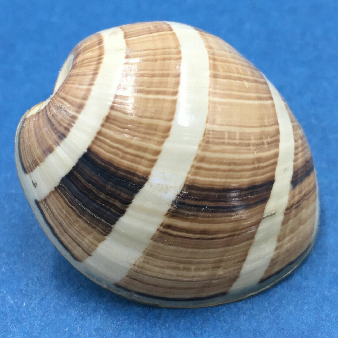 Cerulean Specimen Shells