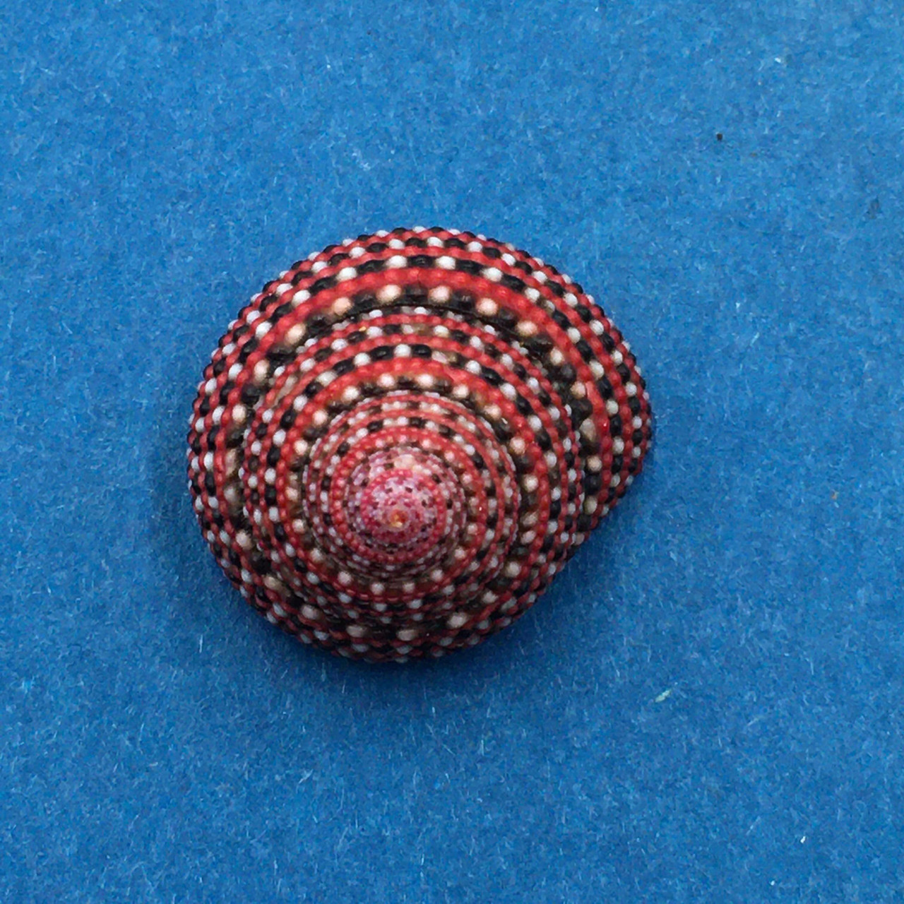 Trochidae - Page 1 - Cerulean Specimen Shells