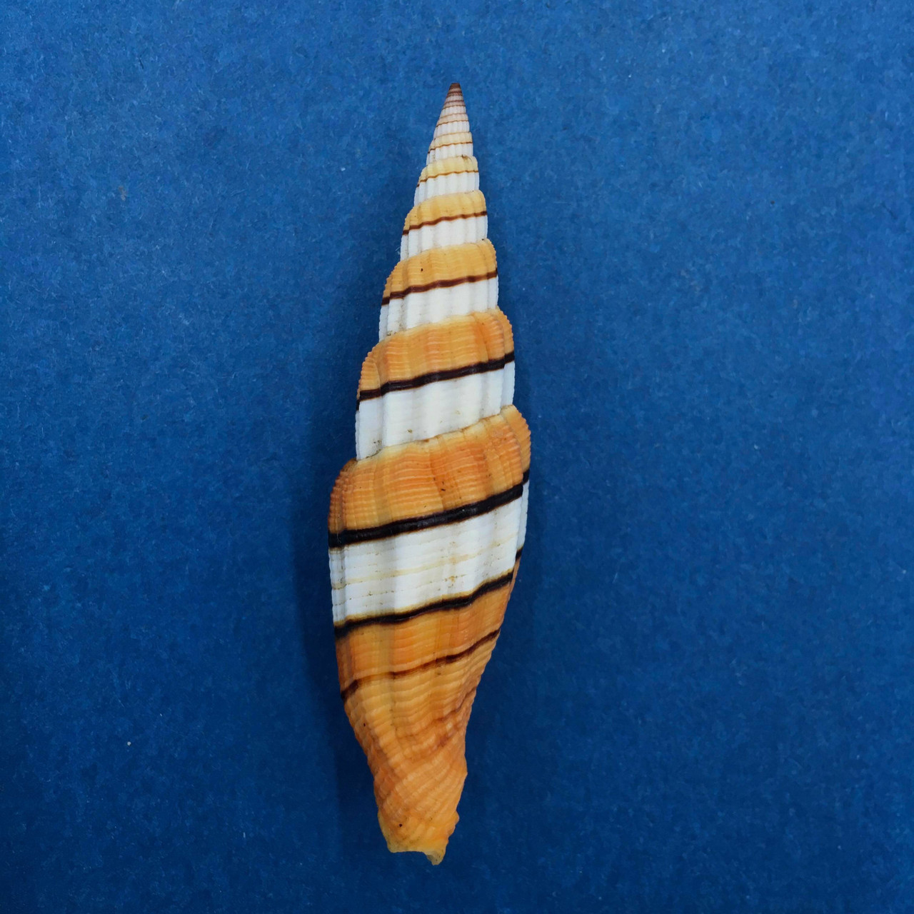 Costellariidae - Page 1 - Cerulean Specimen Shells