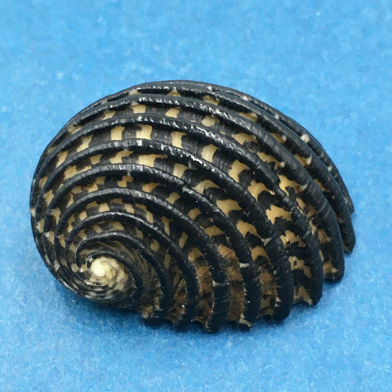 Neritidae - Page 1 - Cerulean Specimen Shells