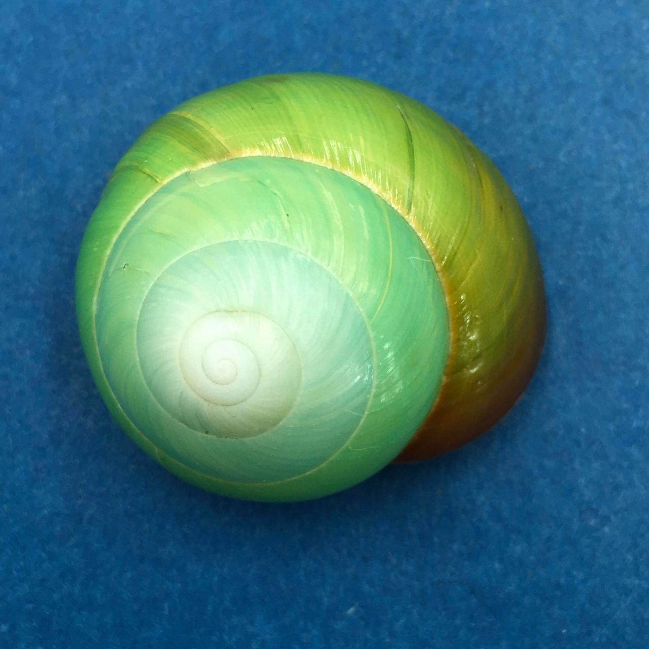 Cerulean Specimen Shells