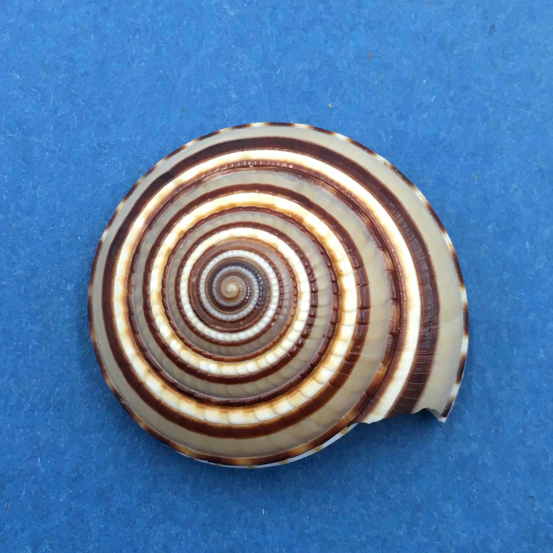 Architectonicidae - Cerulean Specimen Shells