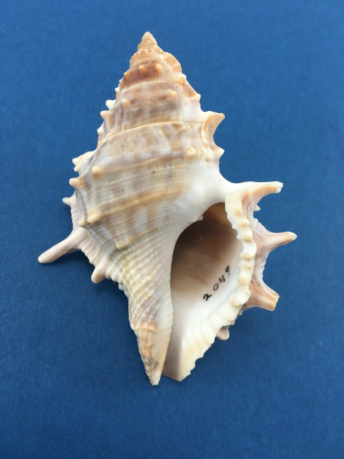 Bursidae - Page 1 - Cerulean Specimen Shells